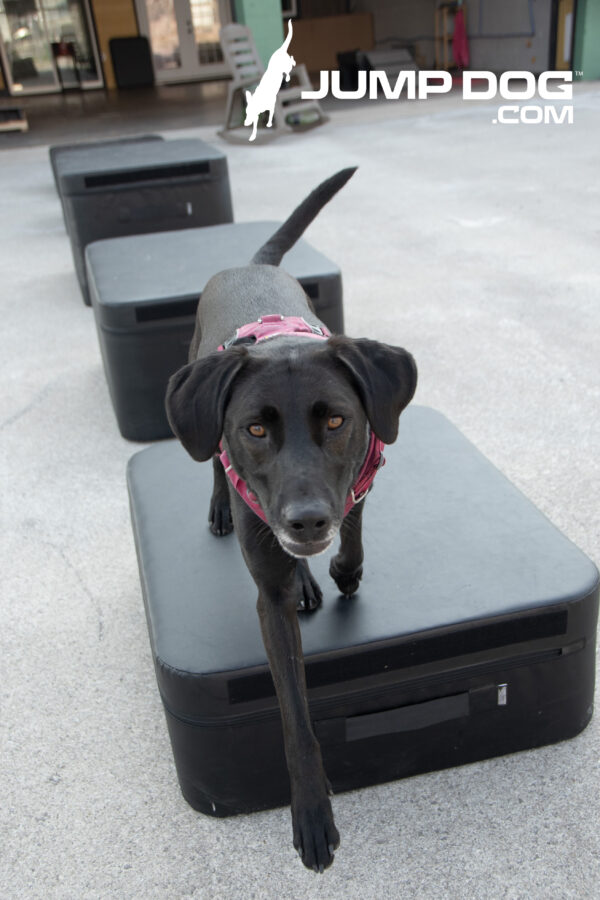 Jump Dog – Jump Training Agility Box Set - Jump Dog
